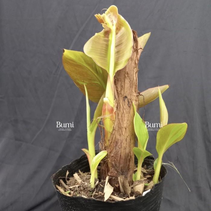 Promo Red Banana Musa 'Siam Ruby'- Bumi Aroid Gurun Pisang Premium ...