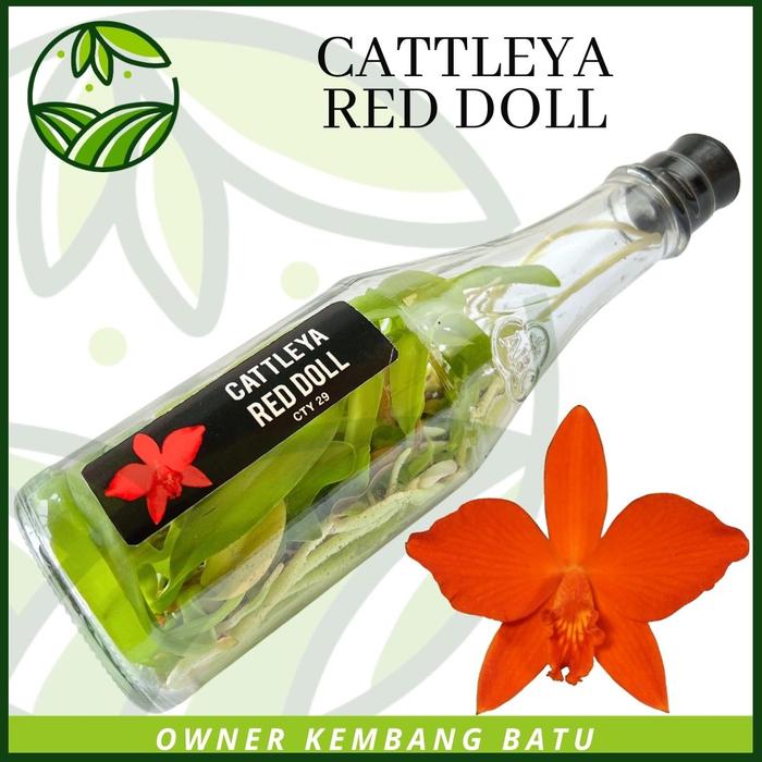 Jual Bibit Anggrek Botol Cattleya RED DOLL Bunga Besar Langka Unik ...