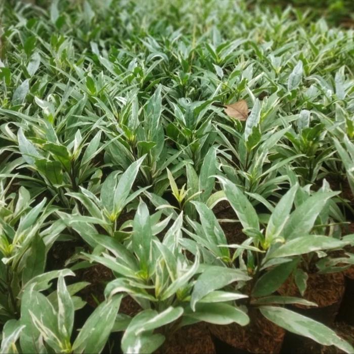 Jual tanaman gandarusa varigata - pohon gandarusa putih - hiasan taman ...