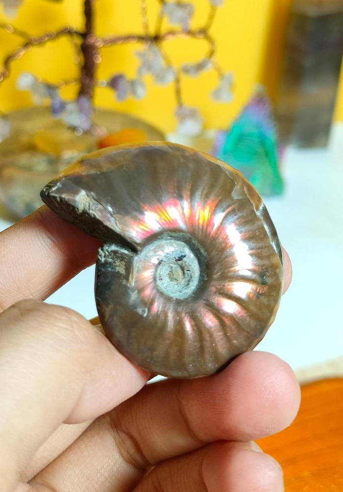 Jual Batu Fossil Keong Rainbow Top Grade Natural (10) - Jakarta Barat ...