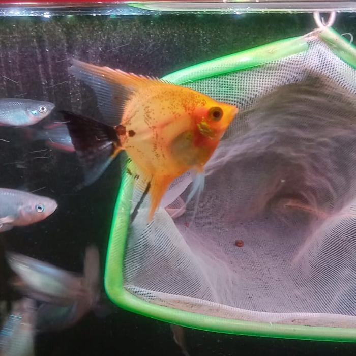 Jual ikan manfish red devil /ikan hias aquascape/ikan tank mate/air ...