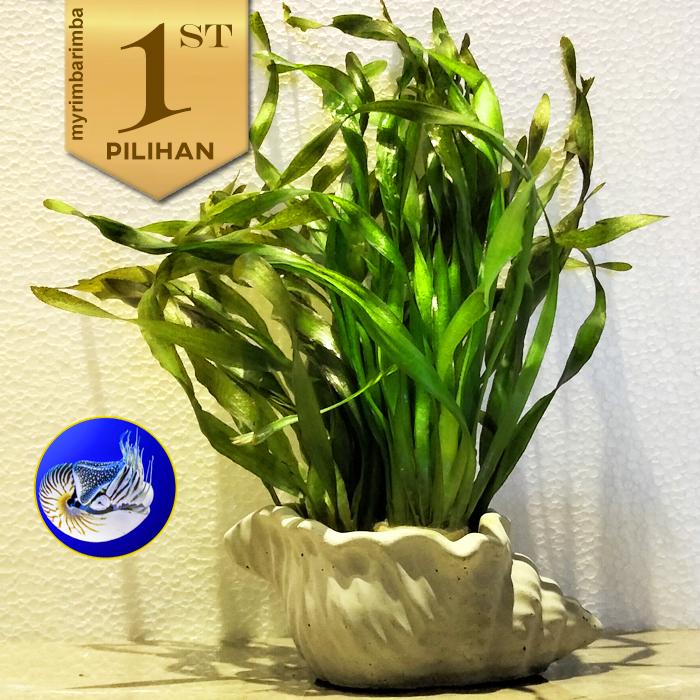 Jual Spiralis Media Pot Keong Tanaman Air Aquascape Hiasan Aquarium ...