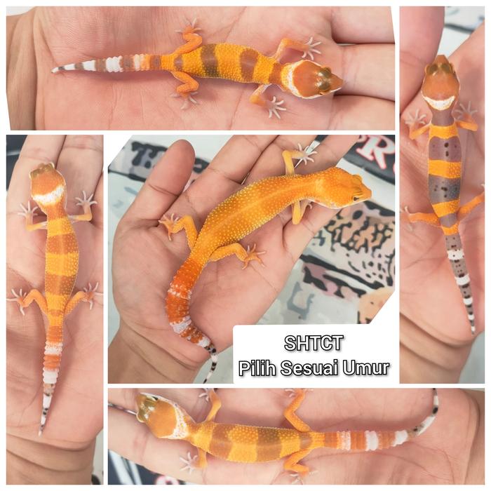 Jual Leopard Gecko SHTCT baby 2-4minggu - Kab. Bekasi - Istana Reptile ...
