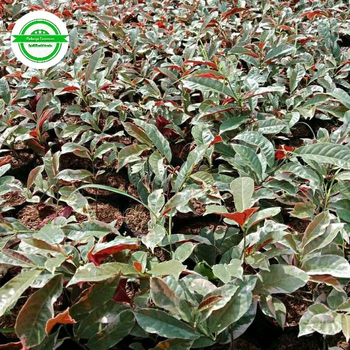 Jual pohon sambang dara merah tanaman hias - Kota Depok - Belanja ...