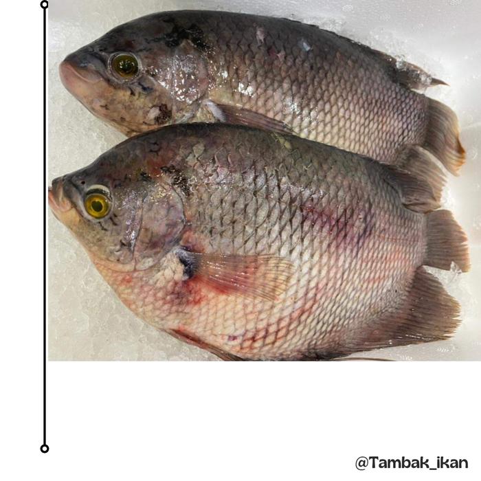 Jual Ikan Gurame Segar 1Kg - Jakarta Utara - Tambak ikan_ | Tokopedia