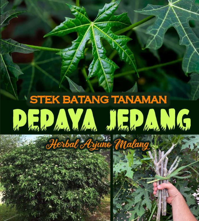 Jual (5pcs) Stek Batang Tanaman Pohon Pepaya Jepang Obat Penambah Darah ...
