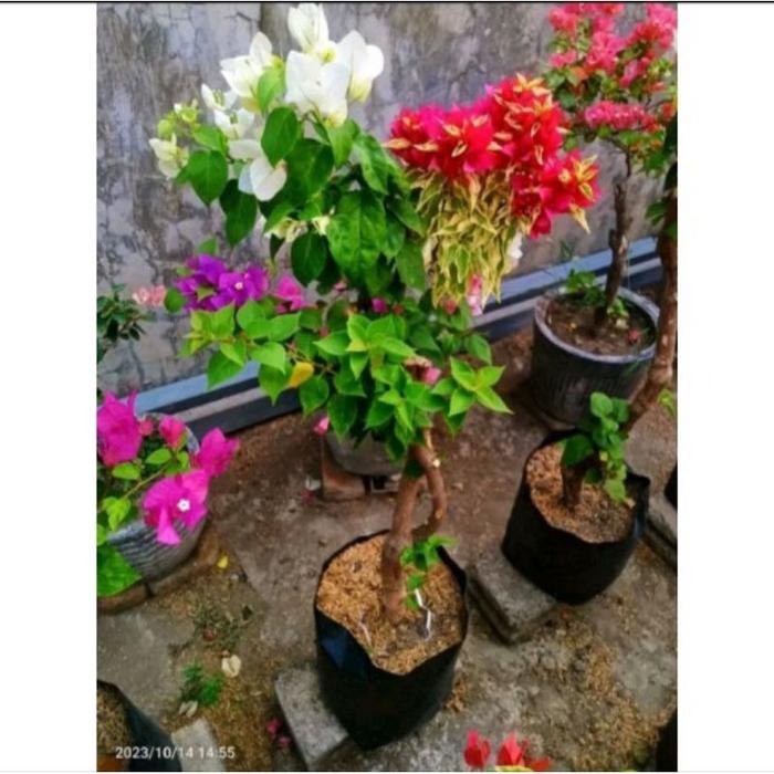 Jual BIBIT BOUGENVILLE BONSAI 1 POHON 5 WARNA//BUNGA KERTAS BUGENVIL ...