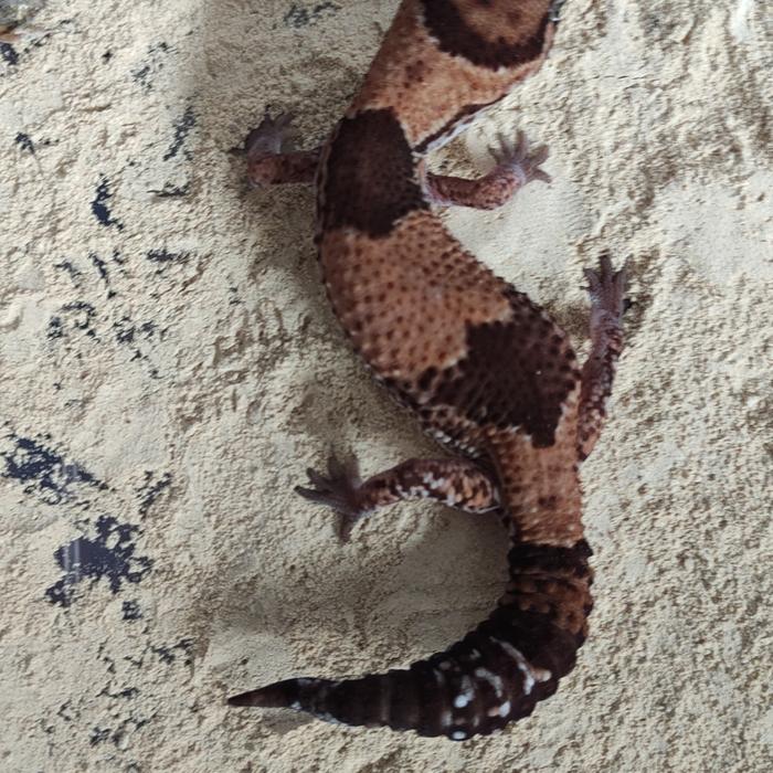 Jual African Fat Tail Gecko / AFT Het Oreo - Kab. Tangerang - Tarantula ...