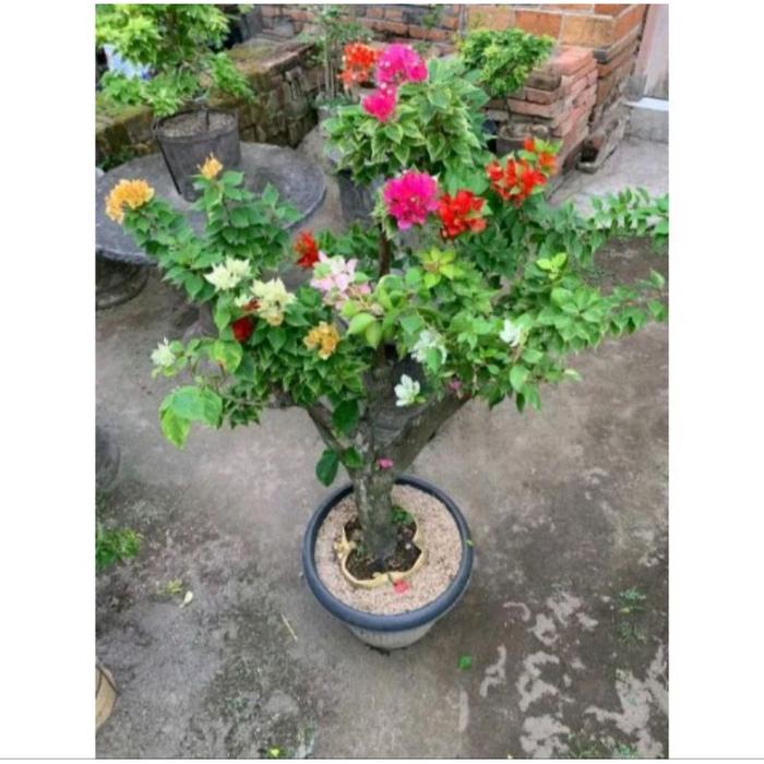 Jual BIBIT BOUGENVILLE BONSAI 1 POHON 5 WARNA//BUNGA KERTAS BUGENVIL ...