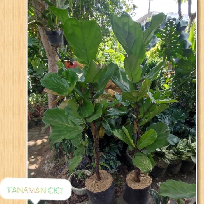 Jual Ficus Lyrata Ketapang biola besar real picture - tinggi besar ...