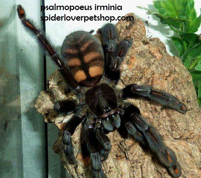 Jual Psalmopoeus irminia SLING TARANTULA - Kota Bandung - spider lover ...
