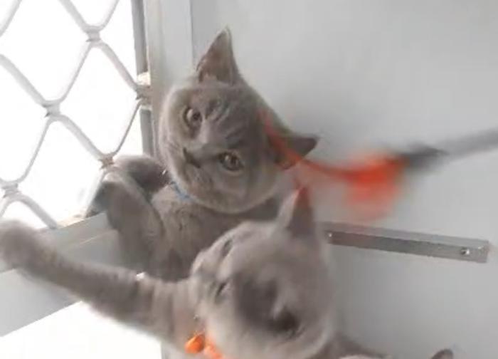 Jual Kucing BSH British Shorthair Non Ped Blue Solid Kitten Jantan Abu ...