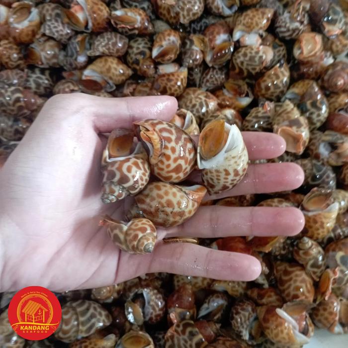 Jual Kerang Keong Macan Frozen 1kg - Jakarta Utara - Kandang Seafood ...