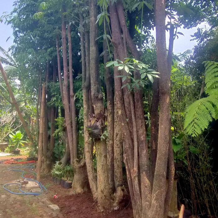 Jual pohon pule gruping/pohon pulai - Kab. Bogor - Aqila flora | Tokopedia