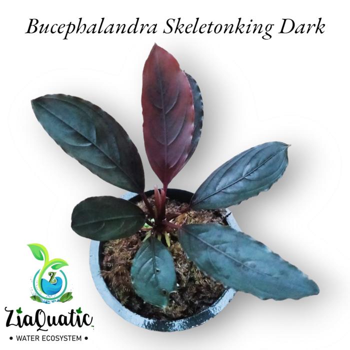 Jual Bucephalandra Skeleton King "Dark" - Tanaman Hias Paludarium ...