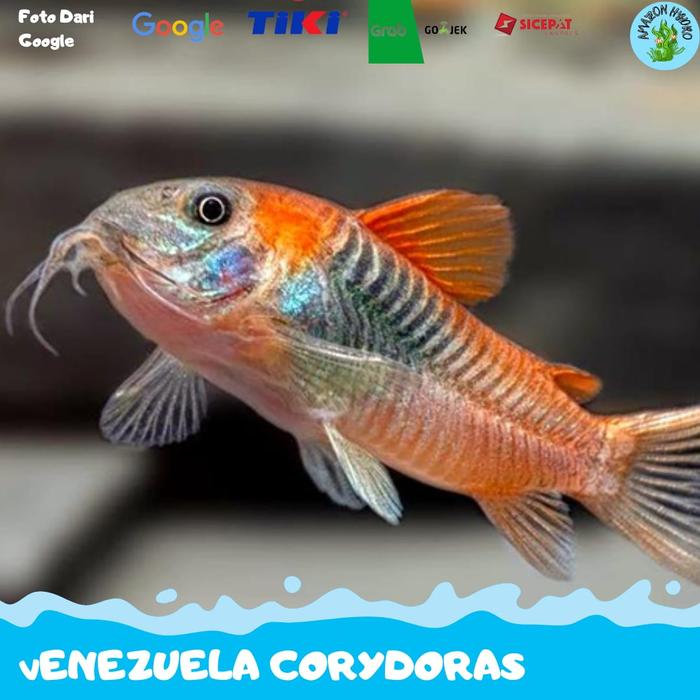 Jual VENEZUELA CORYDORAS Ikan catfish corydoras venezuela ikan ...