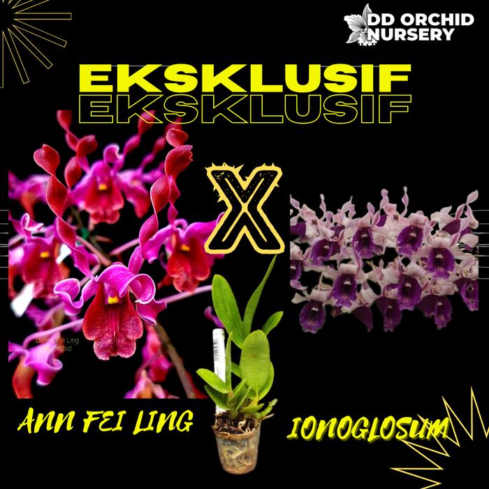 Jual DD Orchid Seedling Dendrobium Ann Fei Ling X Den. ionoglosum - Kota Batu - DDOrchid | Tokopedia