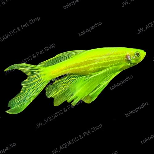 Jual ikan hias danio slayer atau ikan hias zebra - Kota Bandung - JW ...