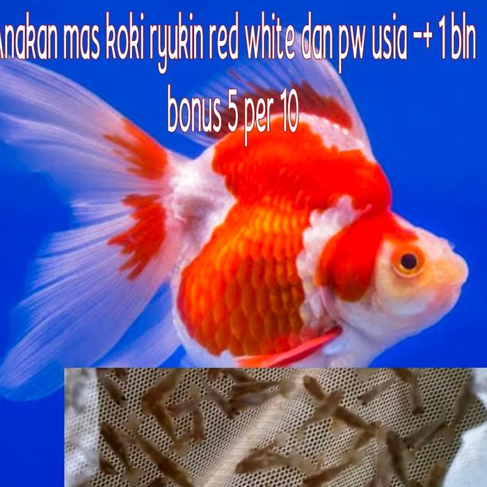 Jual Anakan mas koki ryukin usia -+ 1 bln bonus 5 per 10 - Kab. Bogor - Betta parung fs | Tokopedia