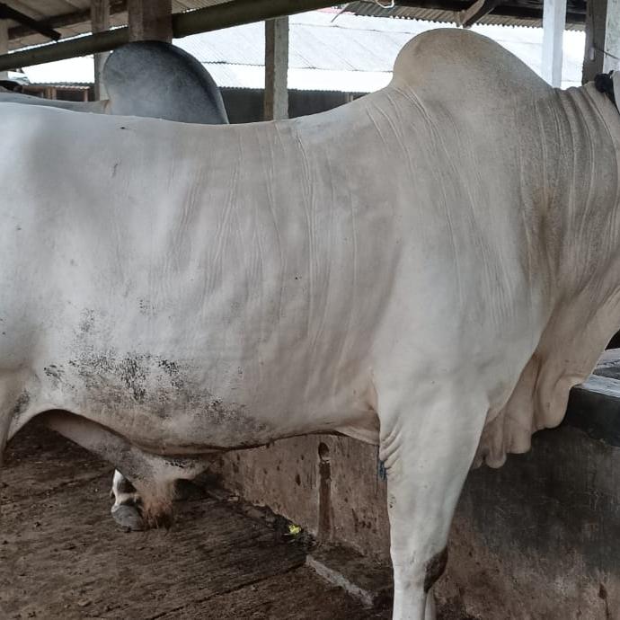 Jual sapi limosin qurban - Kota Tangerang Selatan - Kambing Kurban ...