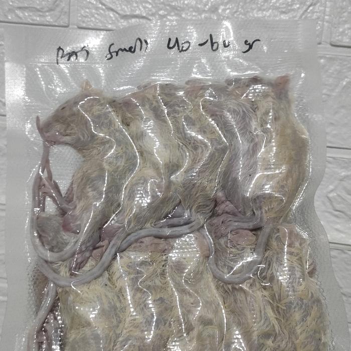 Jual RAT FROZEN / rat small frozenn/ beku/ bukan mencit - Kota ...