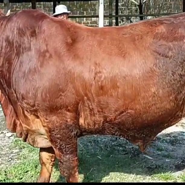 Jual sapi limosin kurban - Kota Tangerang Selatan - Kambing Kurban ...