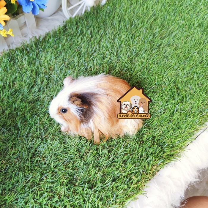 Jual guinea pig silkie silky silki cavy cavvies cavi tikus belanda ...