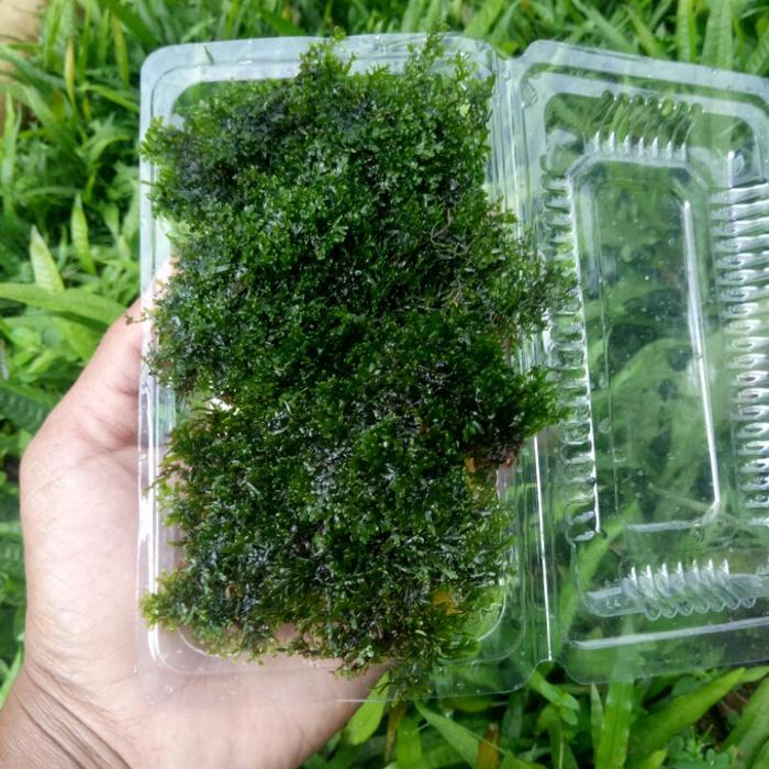 Jual tanaman hias aquascape Moss ricardia low co2 - Kab. Tasikmalaya ...