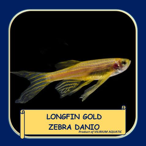 Promo IKAN HIAS AIR TAWAR - LONGFIN GOLD ZEBRA DANIO / GOLDEN DANIO ...