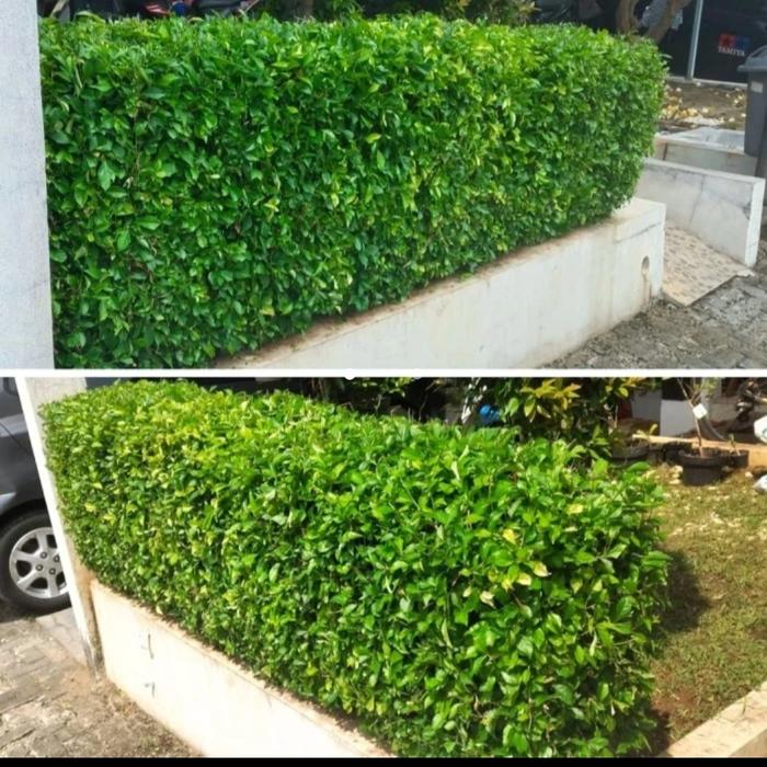 Jual tanaman pagar teh tehan tanaman teh tehan pohon teh tehan - Kab ...