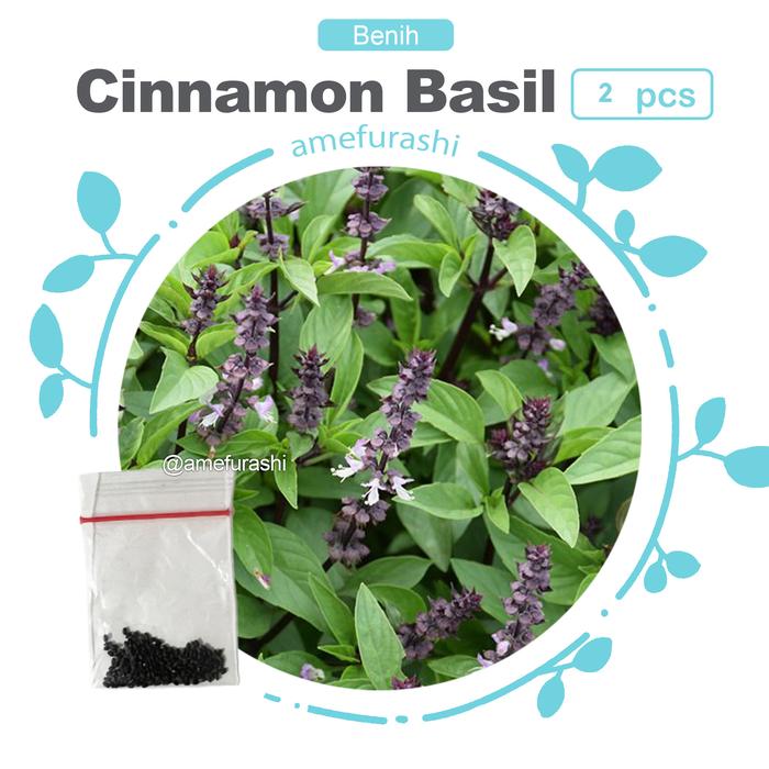 Jual 1 Benih Bunga Herb Chamomile Make Your Own Herb Tea - cnmn basil ...