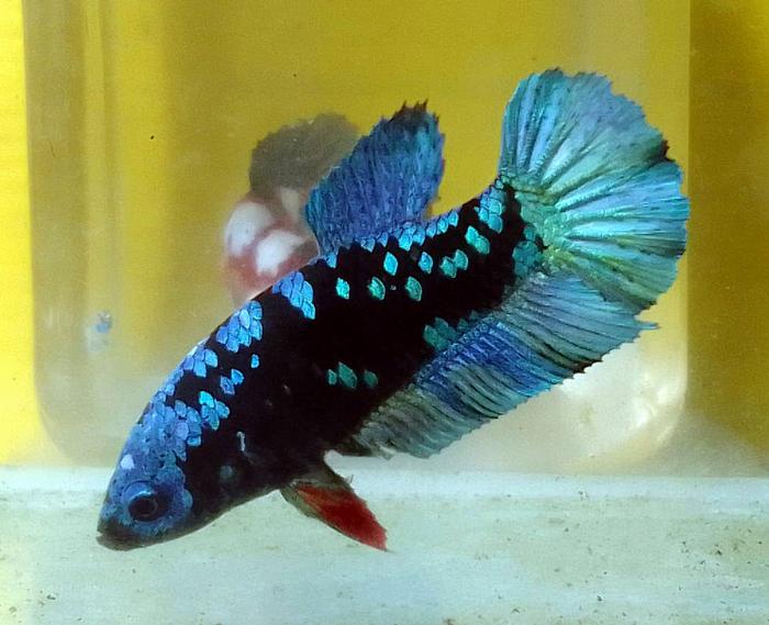 Jual CUPANG AVATAR BETINA FEMALE - Kota Bandung - Tokopan | Tokopedia