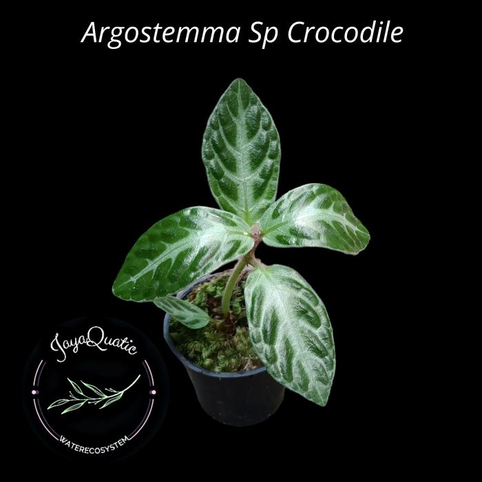 Jual Argostemma Sp Crocodile - Tanaman Hias Paludarium Terarium ...