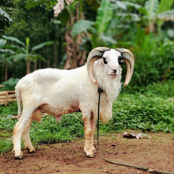 Jual Jual Hewan Qurban Domba Garut 90 kg - Kab. Bogor - Bibilintik Farm ...