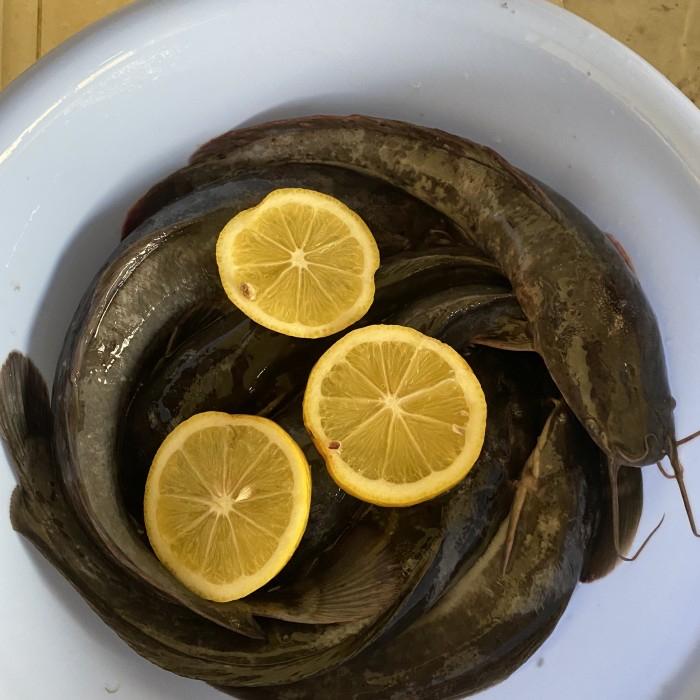 Jual ikan lele segar 1KG - Kab. Bogor - LeleMerdeka | Tokopedia