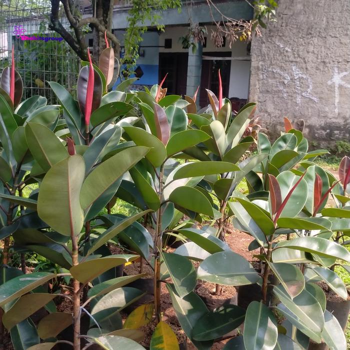 Jual tanaman hias karet kebo merah tanaman pelindung ukuran 1 meter ...