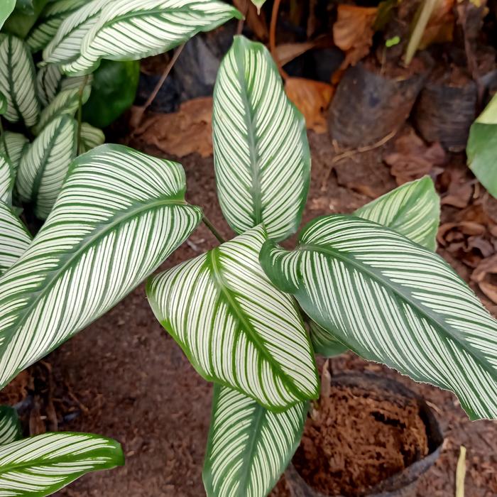 Promo Tanaman Hias Calathea Ornata White Strip / Bunga Calathea White ...