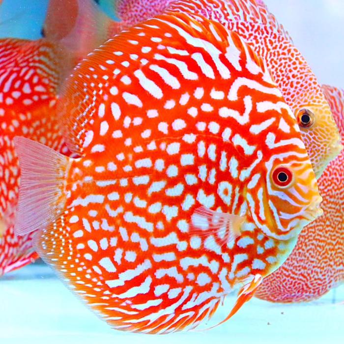 Jual ikan discus all varian best price quality produk - Red pigeon ...
