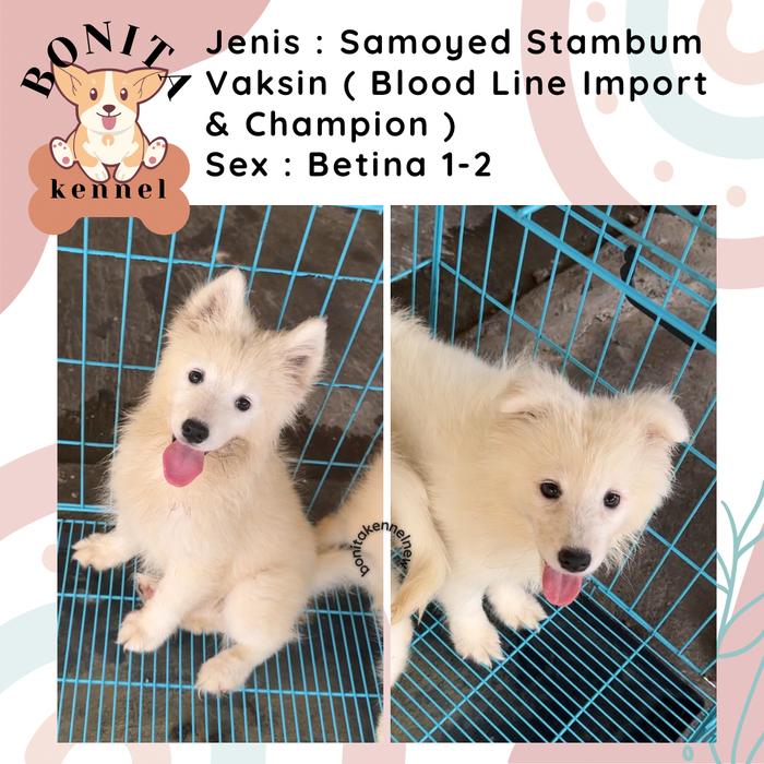 Jual Samoyed Stambum Anak Anjing Samoyed Jantan Betina Big Bone - Kota ...