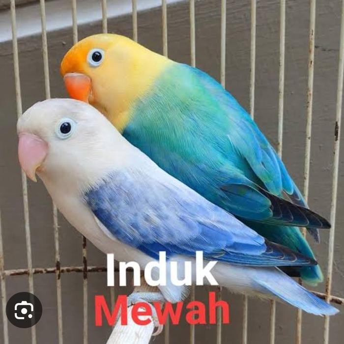 Jual LOVEBIRD INDUKAN BIOLA EWING X BIOLA PB 1 PASANG - Jakarta Selatan ...