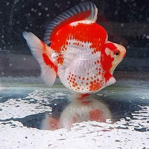 Jual Ikan mas koki ryukin / ryukin punuk - Kota Tangerang Selatan ...