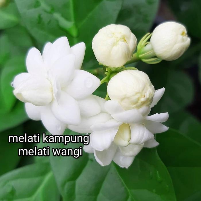 Promo tanaman melati wangi kampung - pohon melati jawa - tanaman melati ...