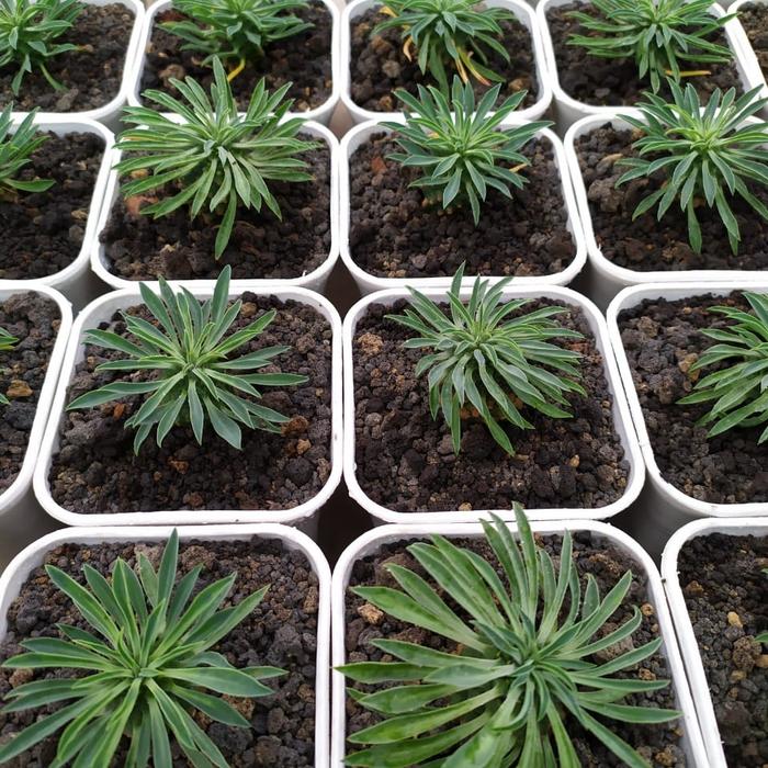 Jual Euphorbia Kirin Kaktus Sukulen Tanaman Hias Di Seller Rumix ...