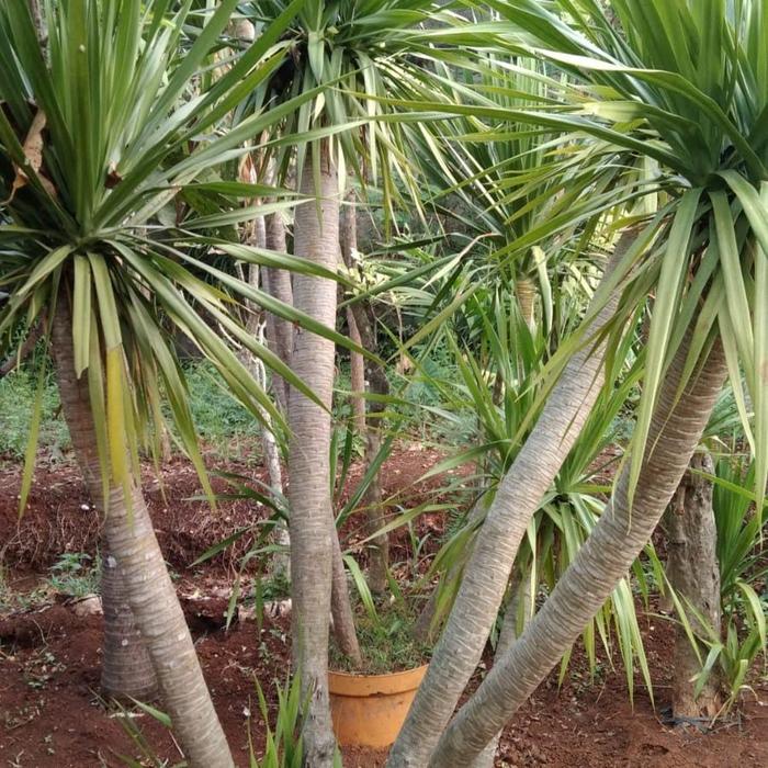 Jual pohon pandan bali/pohon pandan/tinggi 2 meter - Kab. Bogor - VIRA ...