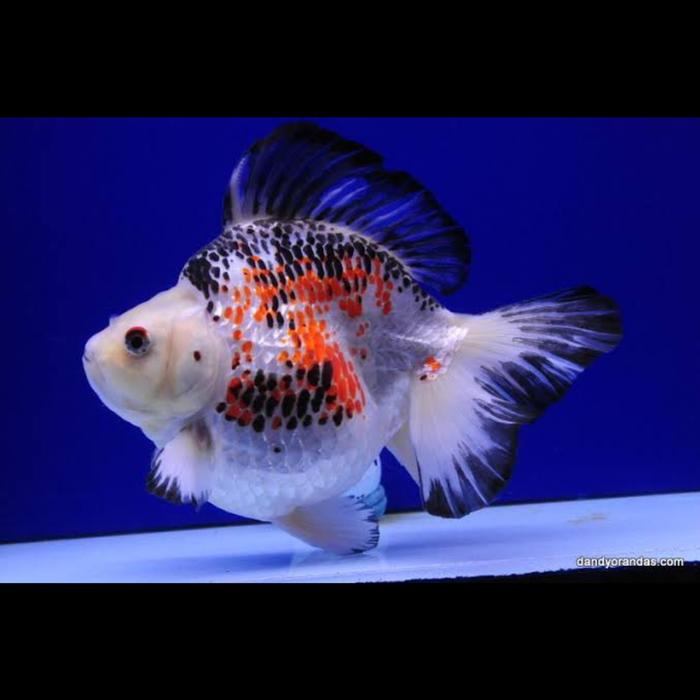 Jual Ikan Hias Mas Koki Sakura Ryukin - Goldfish Aquascape - Tricolor ...
