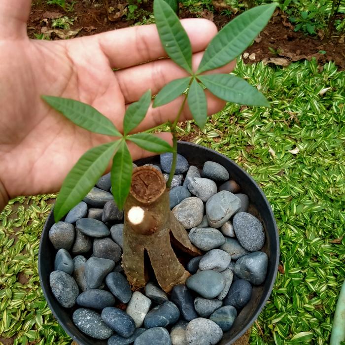 Jual Tanaman Money tree Pachira Aquatica pecah batang - Kab. Bogor ...
