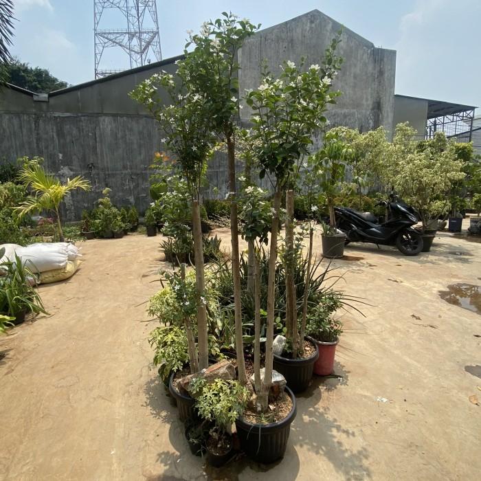Jual Pohon Melati Jasmine Tinggi 2 Meter - Jakarta Barat - little Bali ...