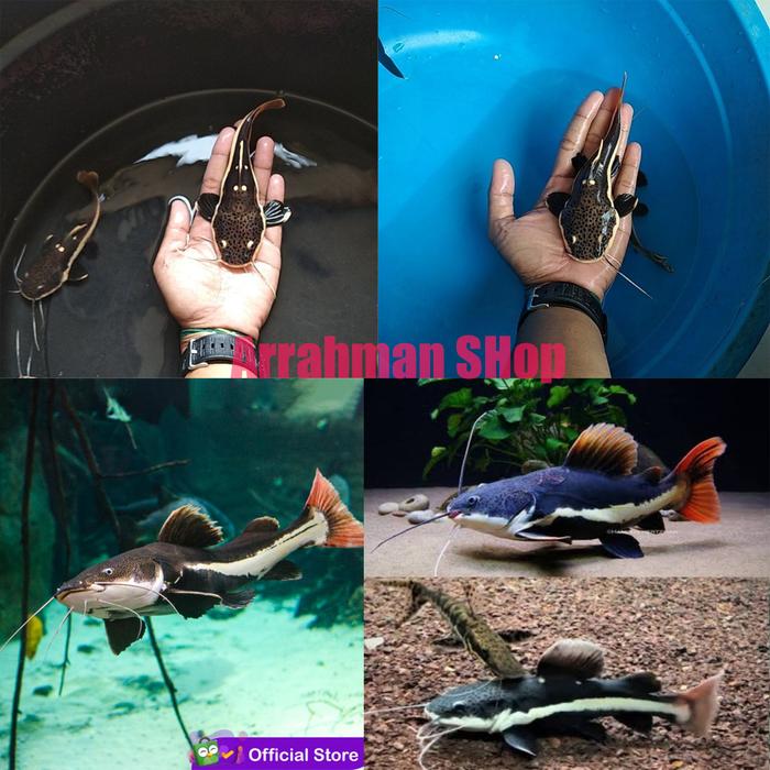 Jual ikan lele rtc catfish 12-15 cm - Ikan hias Red Tail Catfish IKAN ...