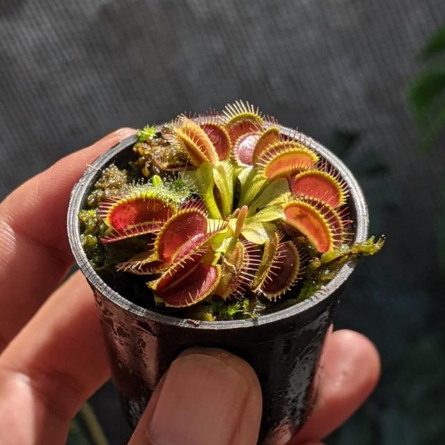 Jual Venus Flytrap typical ''dark mouth' tanaman karnivora pemakan serangga - Kota Semarang ...