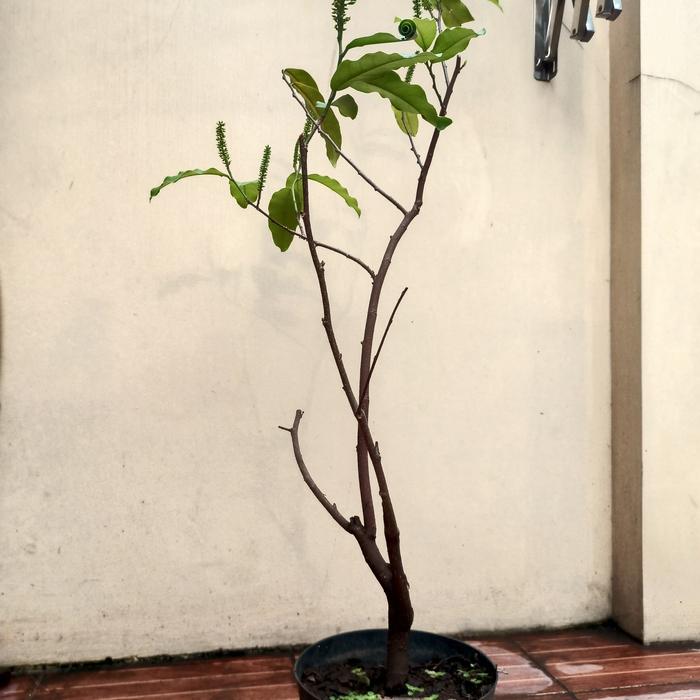 Jual Pohon buni cangkokan - Jakarta Selatan - Cahaya 135 | Tokopedia